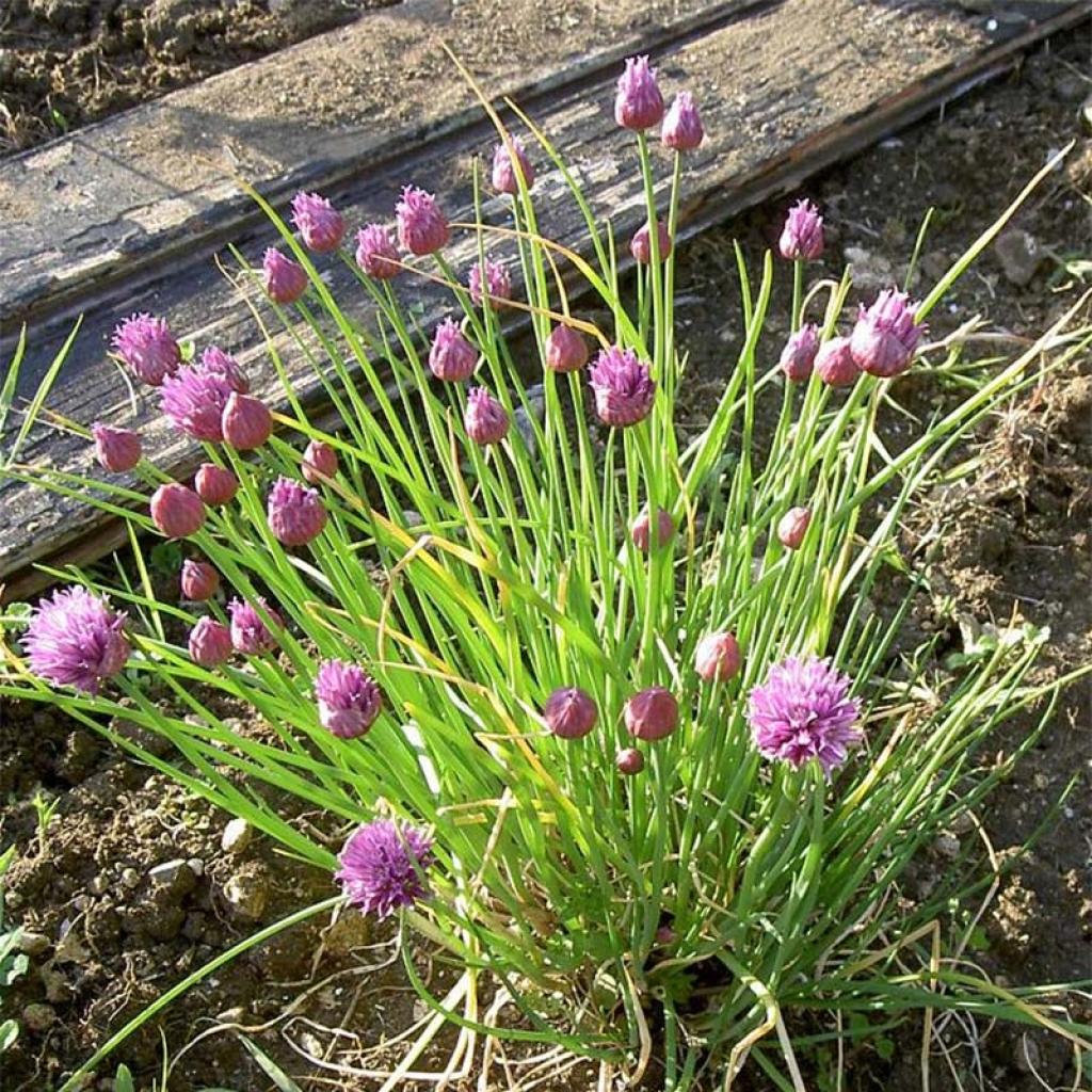 Ciboulette - Allium schoenoprasum - Plant d'Aromatique issu de l ...