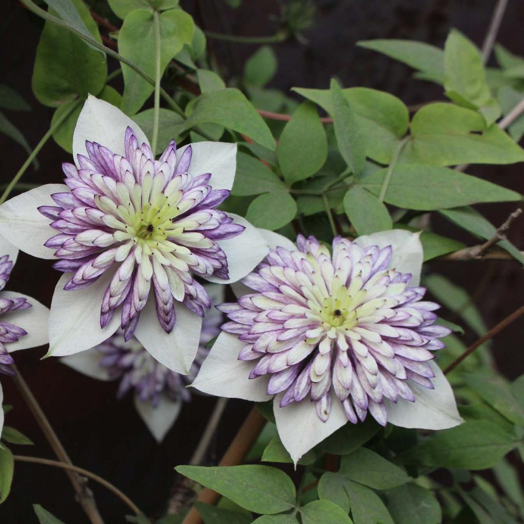 Clématite Viennetta Evipo006 - Clematis florida blanche à coeur double ...