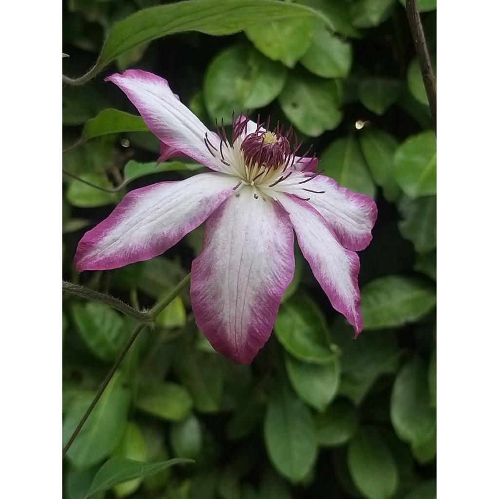 Clématite Picotee - Clematis patens à grandes fleurs étoilées bicolores