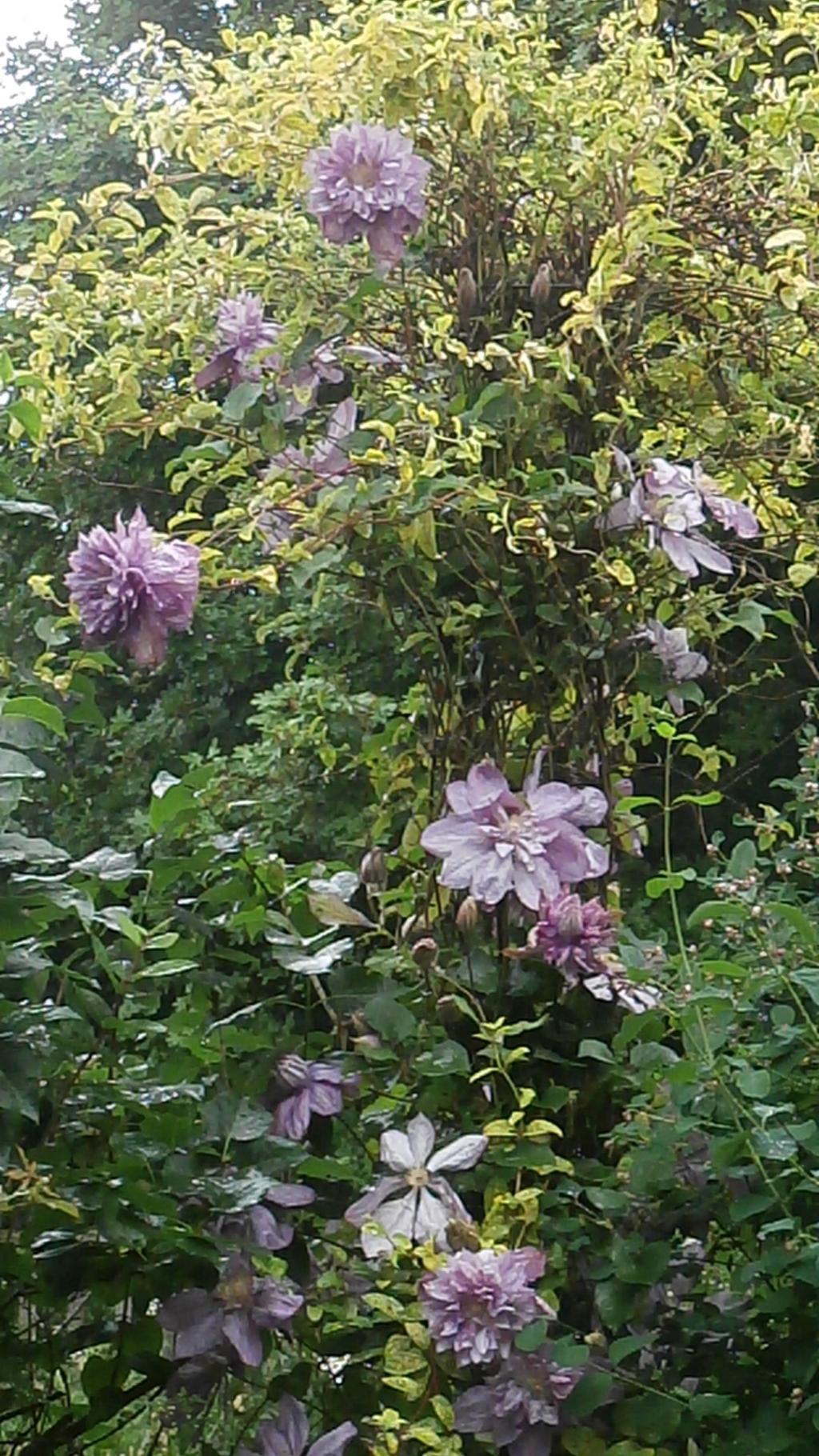 Clématite Proteus - Clematis précoce à grandes fleurs rose lilas