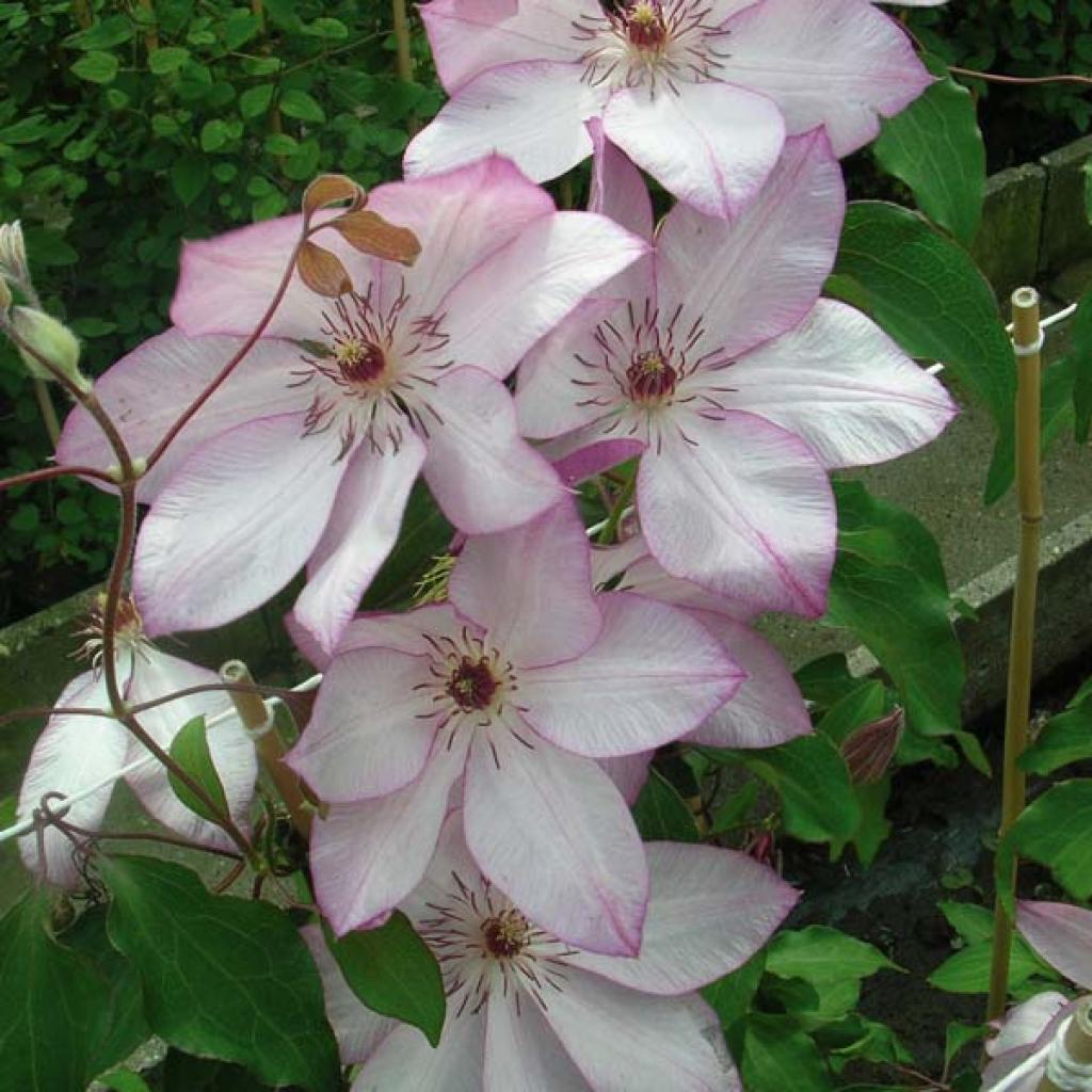 Clématite Omoshiro – Clematis patens à fleurs rose tendre et blanc