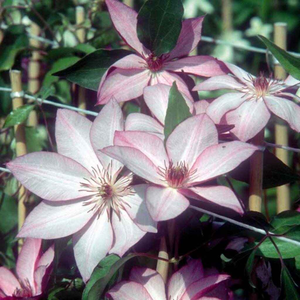 Clématite Omoshiro – Clematis patens à fleurs rose tendre et blanc