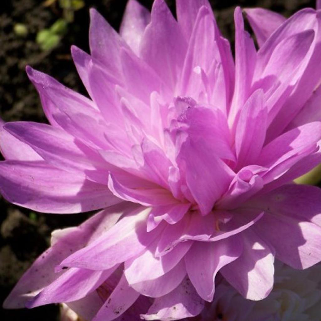 Colchique d'automne Waterlily - De grandes fleurs de nénuphar rose