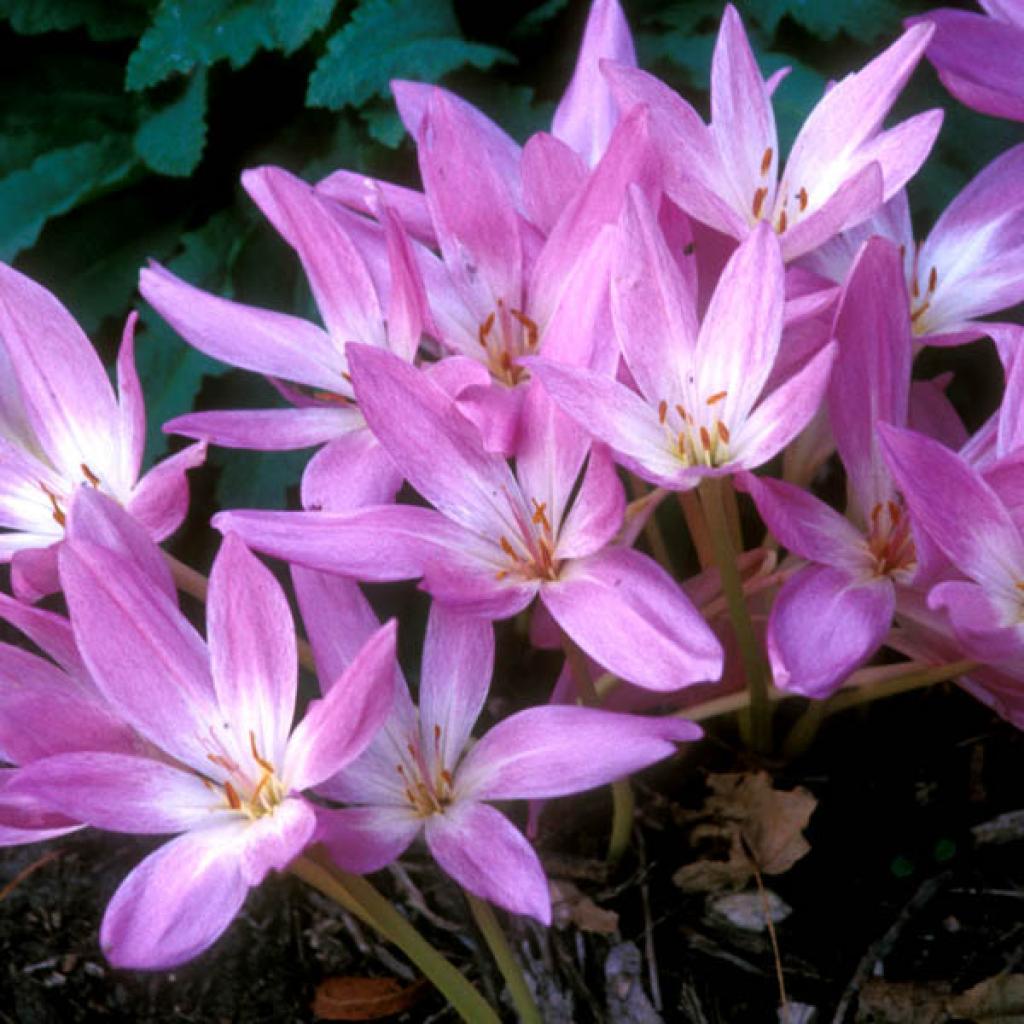 Colchique d'automne Waterlily - De grandes fleurs de nénuphar rose