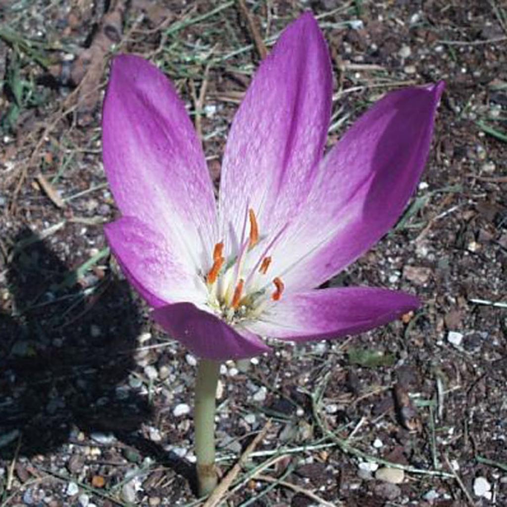 Colchique d'automne The Giant - Colchicum autumnale à grandes fleurs mauves