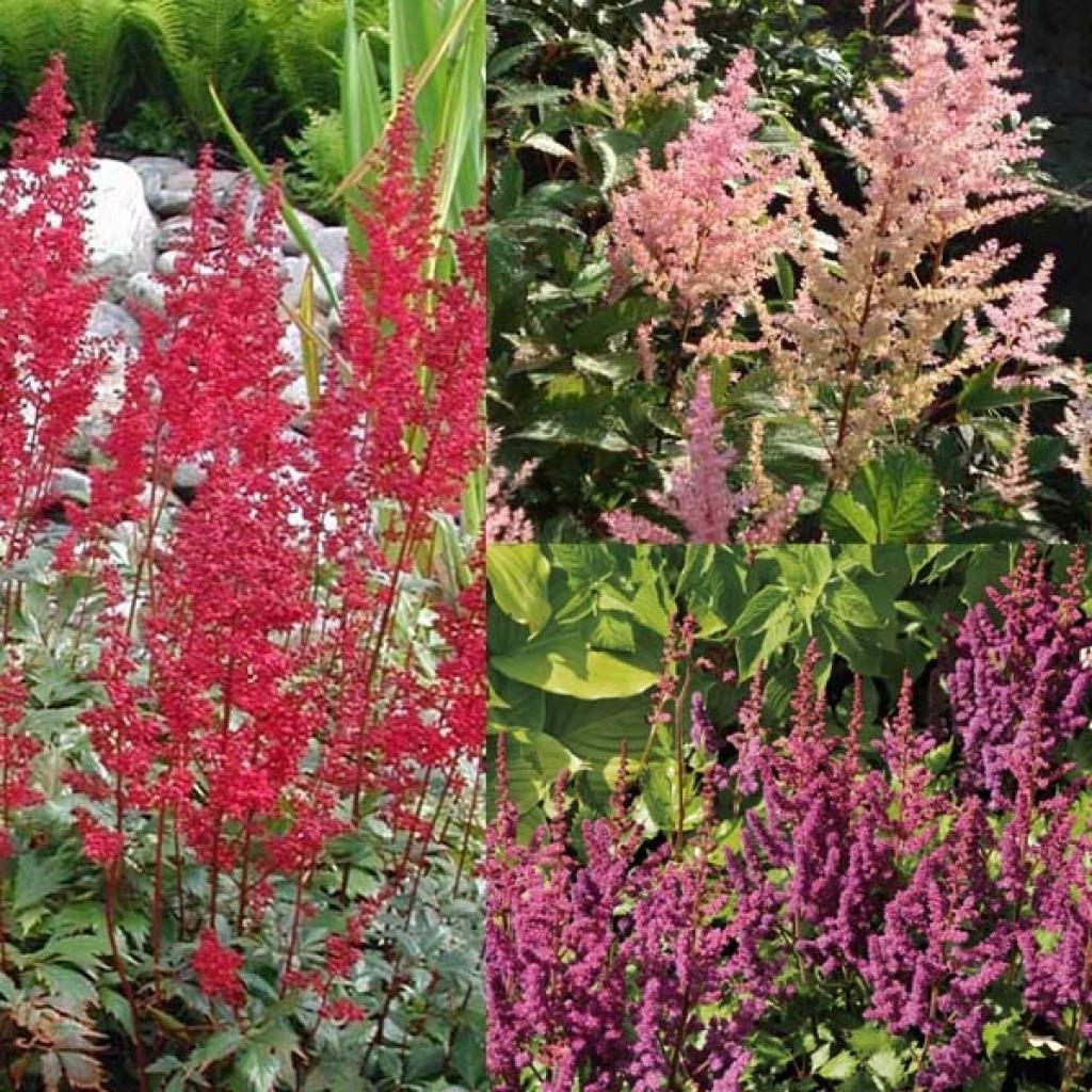 Collection de 3 Astilbes – Des fleurs plumeuses pourpres, rouges et roses