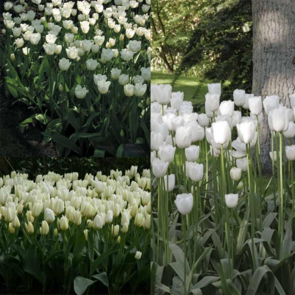 Collection de tulipes blanche – 3 variétés pour une floraison ...