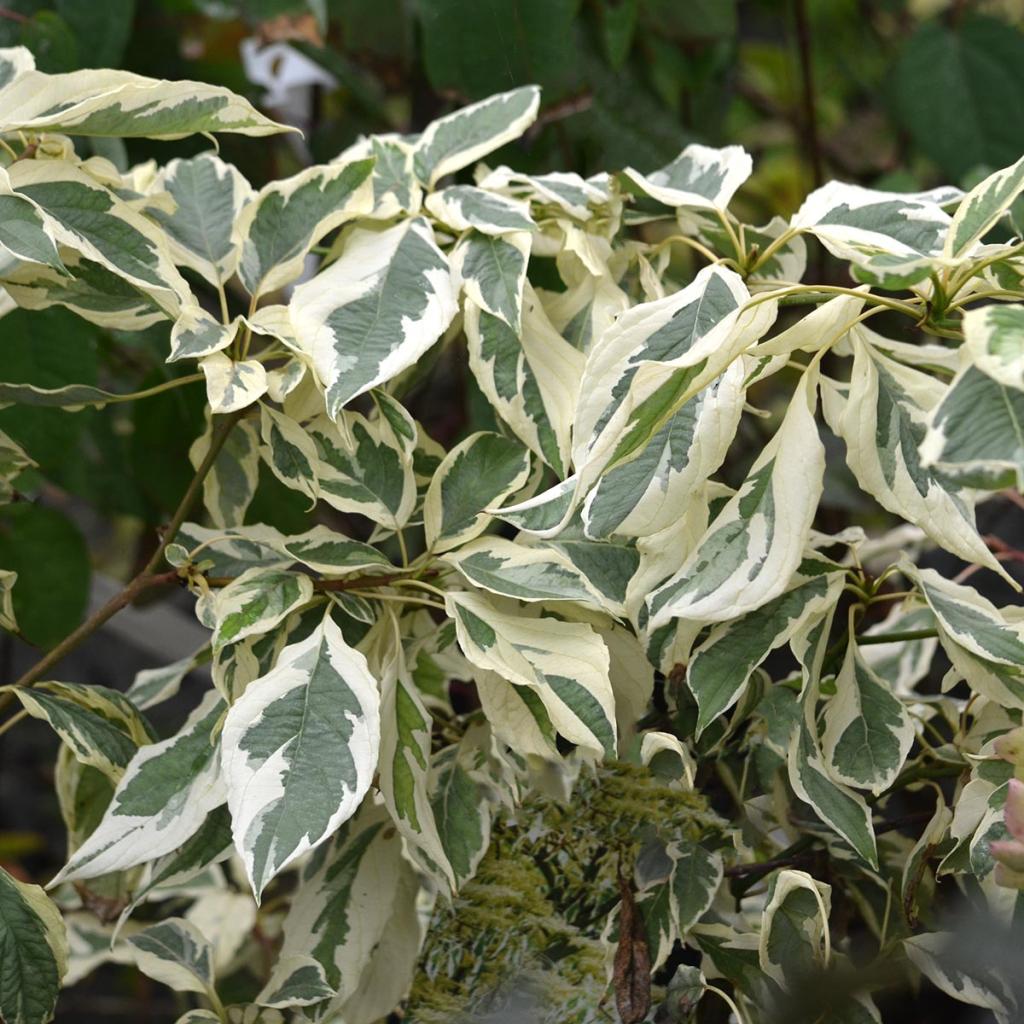 Cornus controversa Variegata - Cornouiller des Pagodes panaché