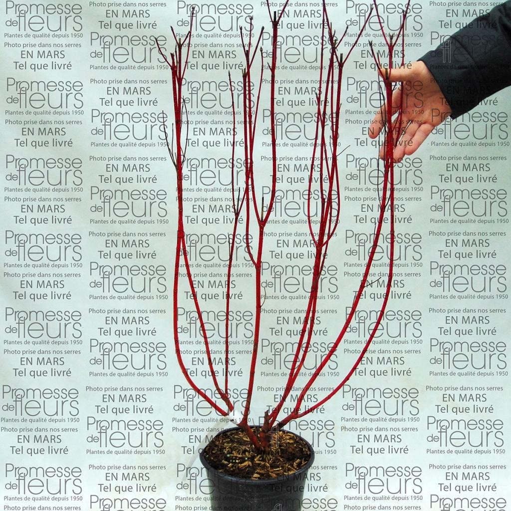 Cornus alba Baton Rouge® - Cornouiller blanc à rameaux rouge vif en hiver