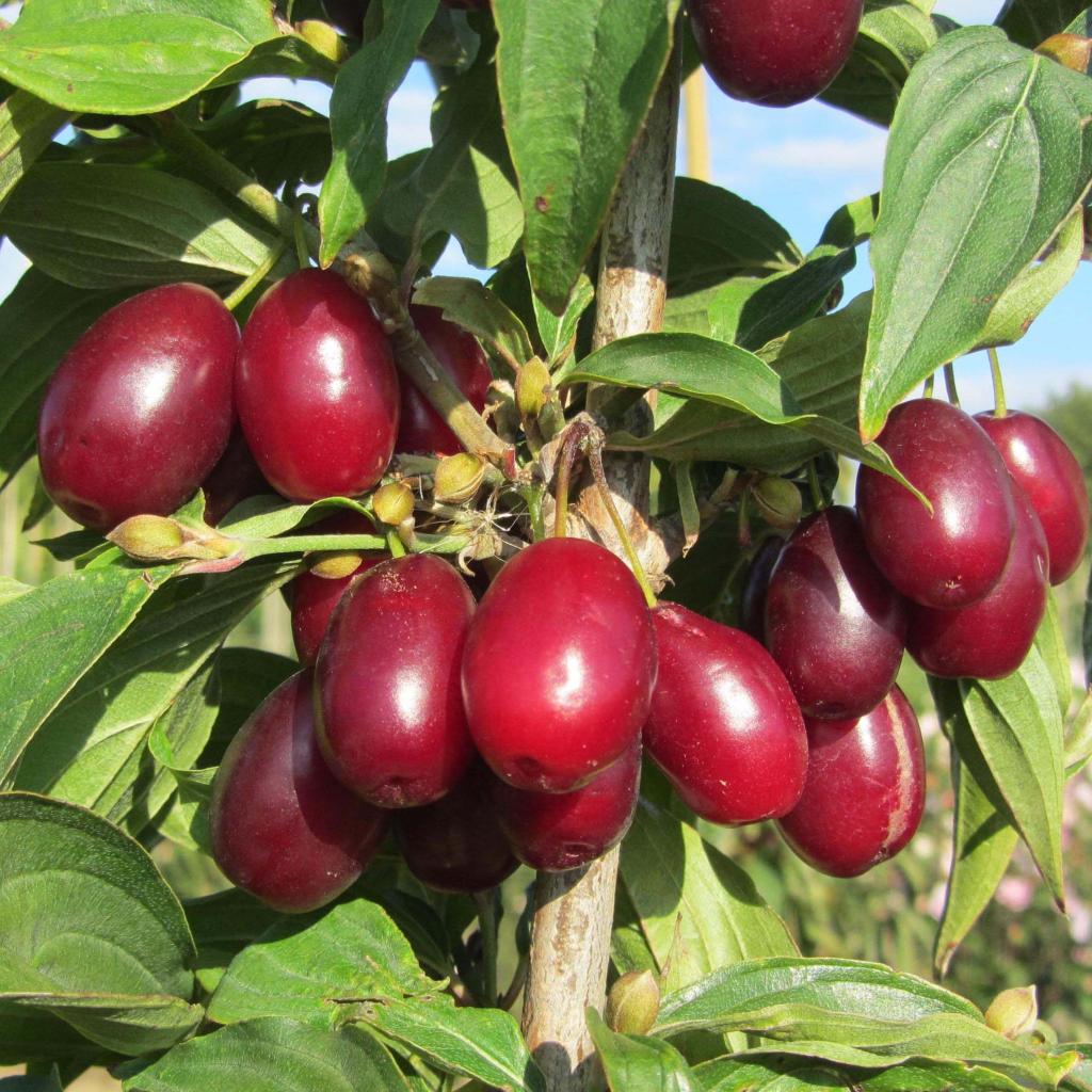 Cornus mas Jolico - Cornouiller mâle aux gros fruits rouges sucrés