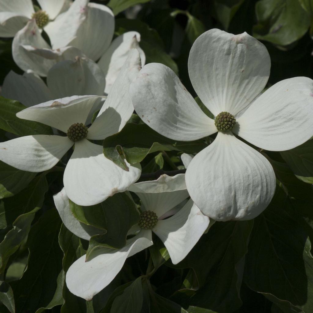 Cornus kousa Venus - Cornouiller du Japon à très grandes fleurs blanches