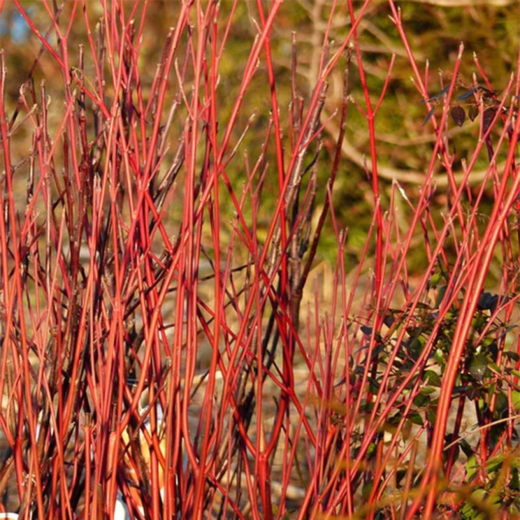 Cornus sericea Cardinal - Cornouiller stolonifère à bois rouge vif en hiver