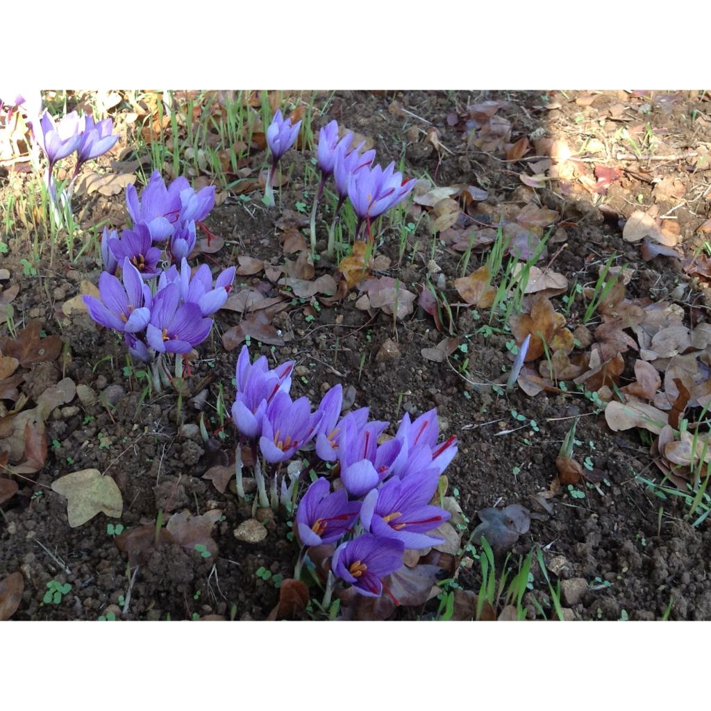 Crocus sativus pour culture du Safran - Bulbes