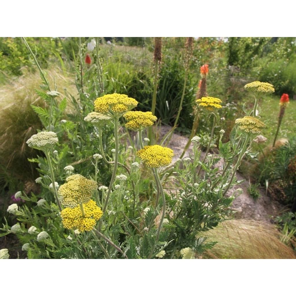 Achillea filipendulina Cloth of Gold – Une grande achillée jaune d'or