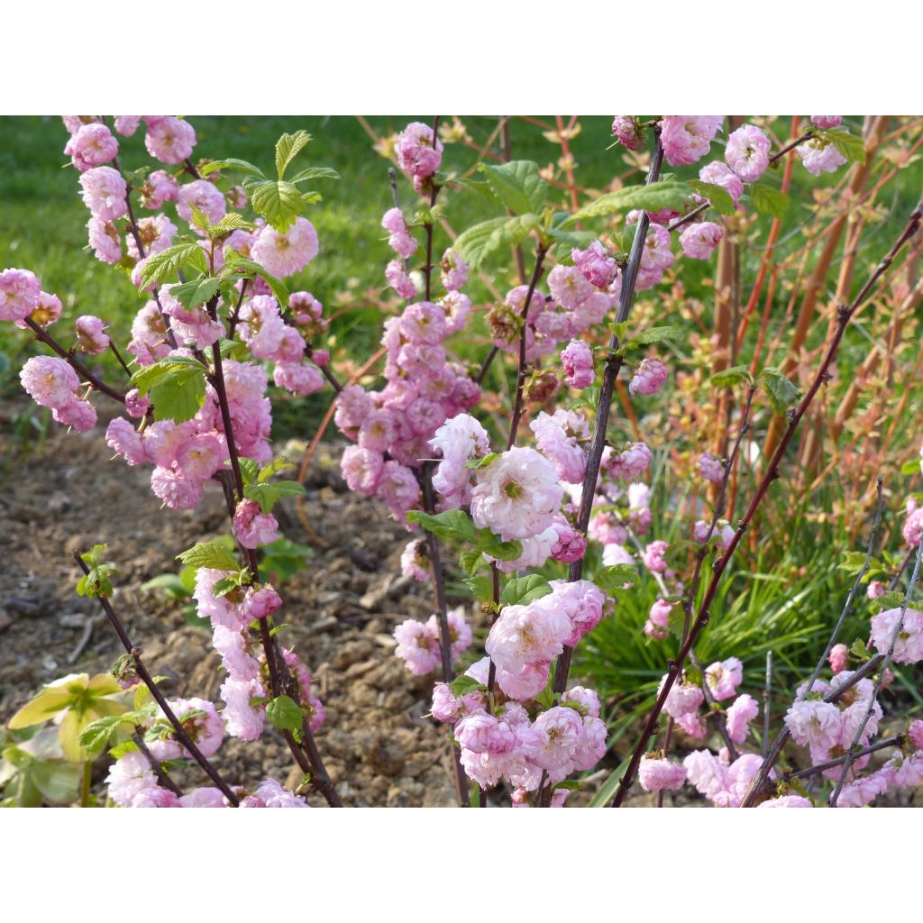 Prunus triloba Multiplex - Amandier de Chine aux pompons rose tendre