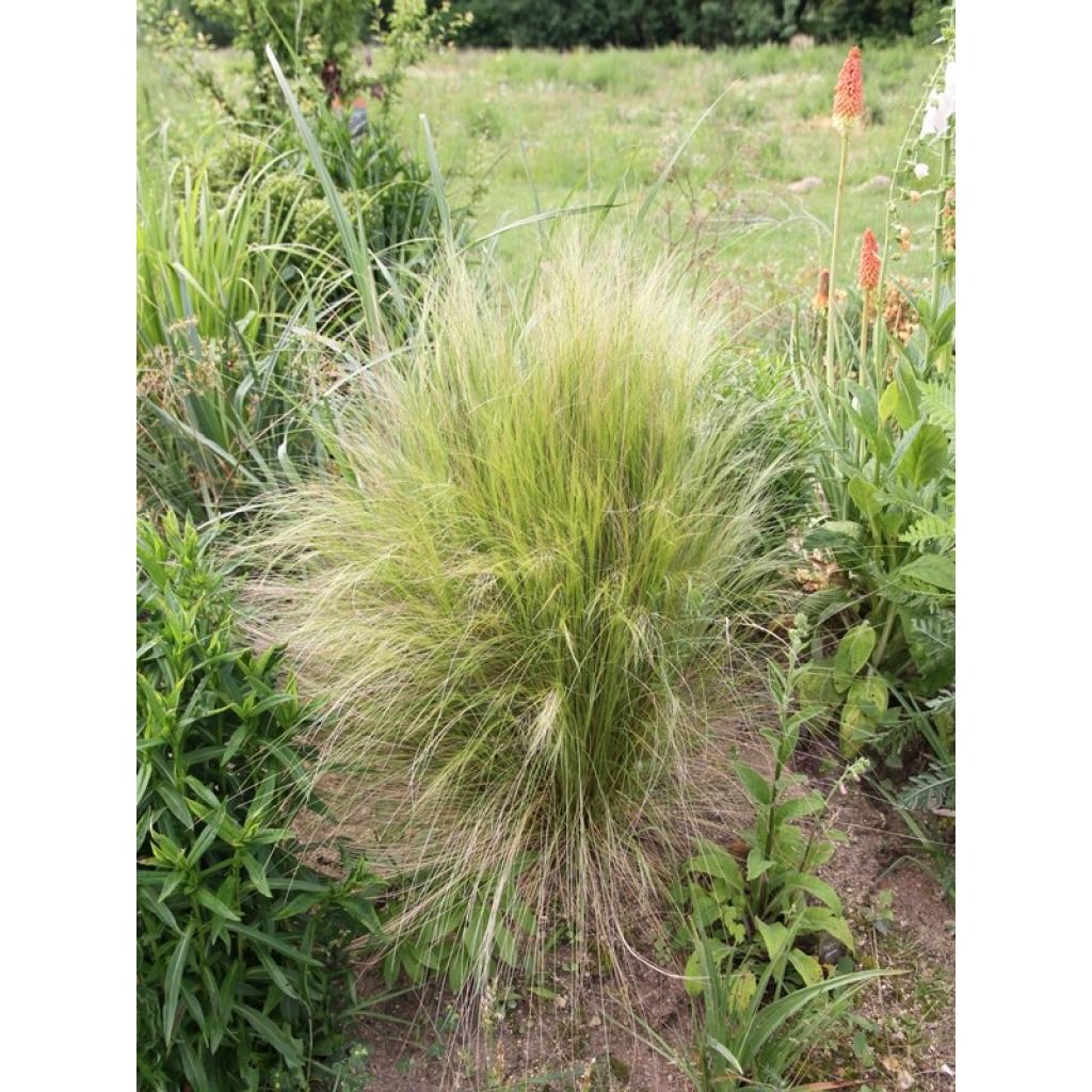 Cheveux d'ange - Stipa tenuifolia - Ponytail - Une graminée persistante ...