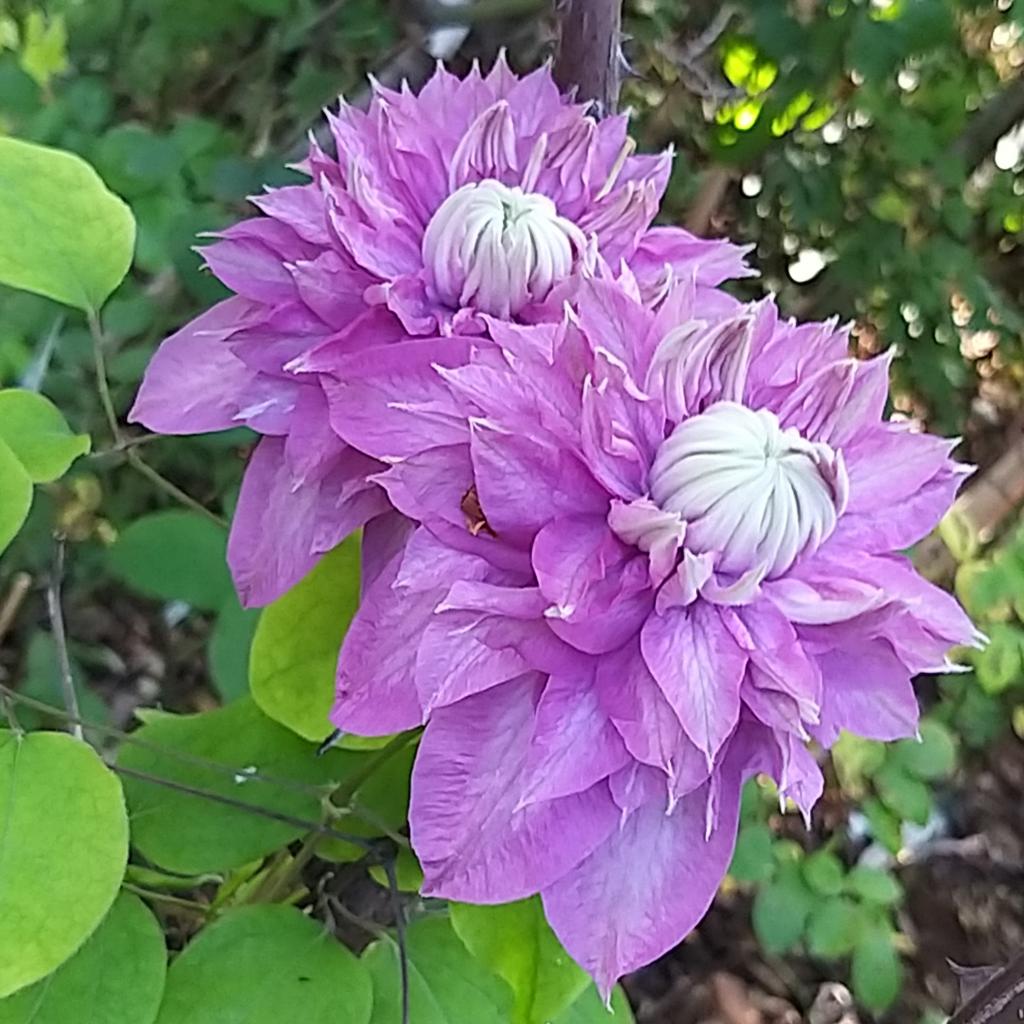 Clématite Kaiser (Empereur) - Clematis aux grandes fleurs rose vif