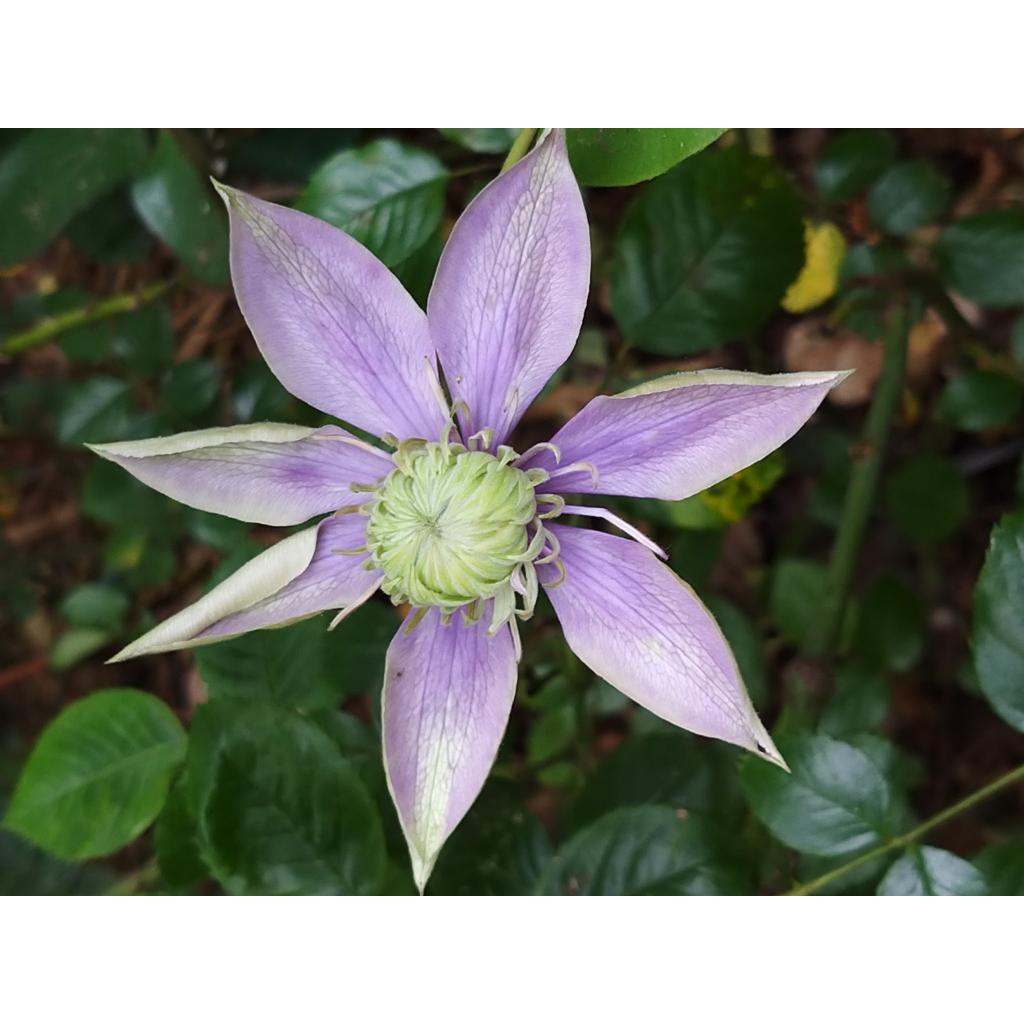 Clématite Kaiser (Empereur) - Clematis aux grandes fleurs rose vif