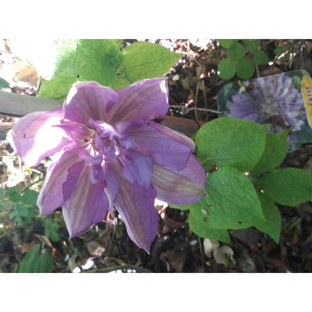 Clématite Proteus - Clematis précoce à grandes fleurs rose lilas