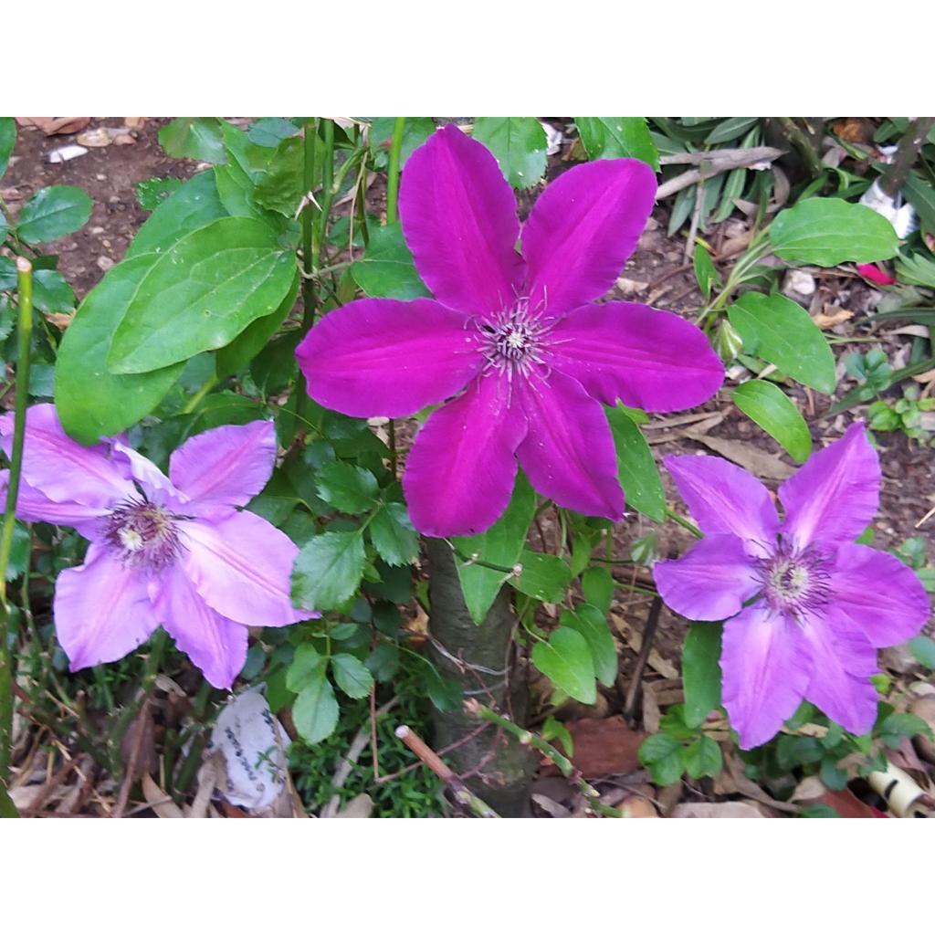 Clematis Huvi - Clématite grimpante à grandes fleurs rouge carmin intense