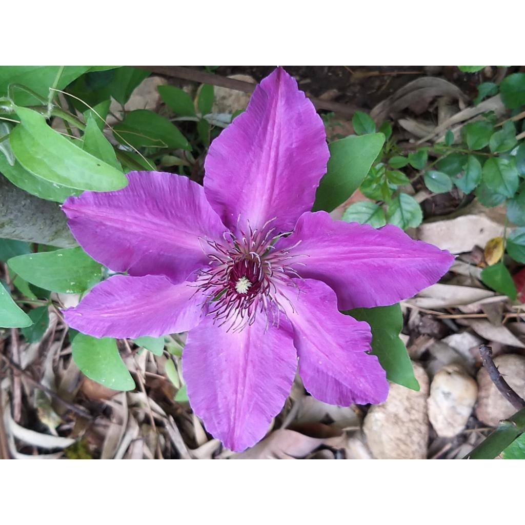 Clematis Huvi - Clématite grimpante à grandes fleurs rouge carmin intense