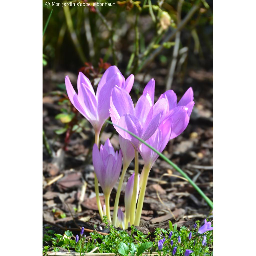 Colchique Major - Colchicum autumnale précoce, à fleurs rose lilas