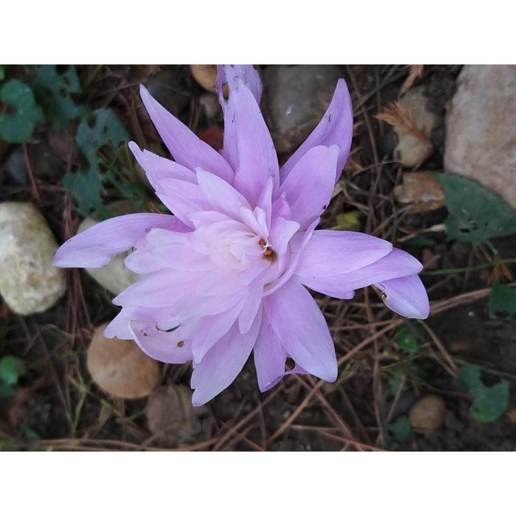 Colchique d'automne Waterlily - De grandes fleurs de nénuphar rose