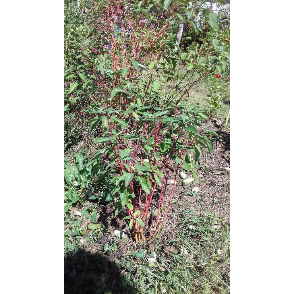 Cornus alba Baton Rouge® - Cornouiller blanc à rameaux rouge vif en hiver