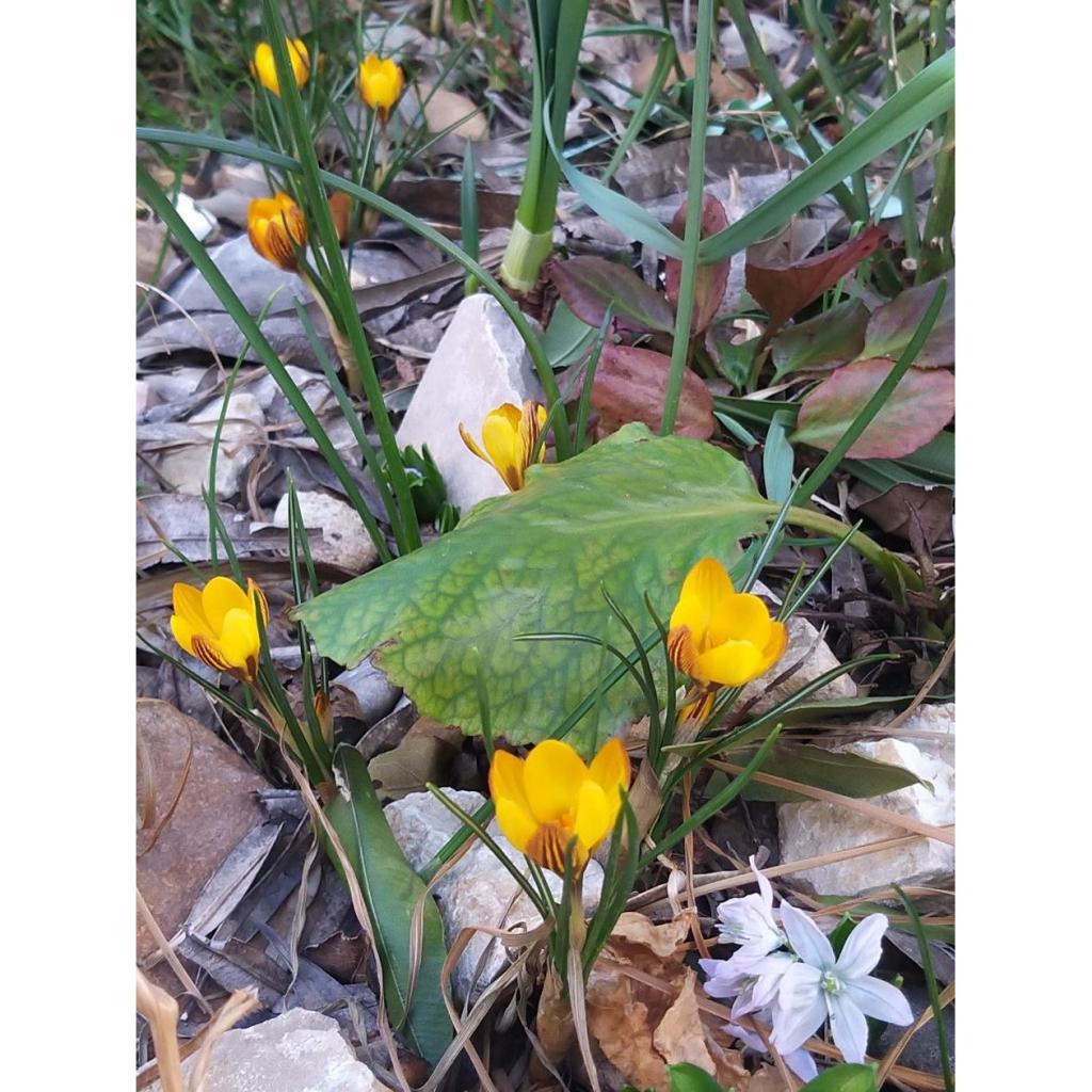Crocus angustifolius - Petit bulbe botanique à floraison jaune orangée