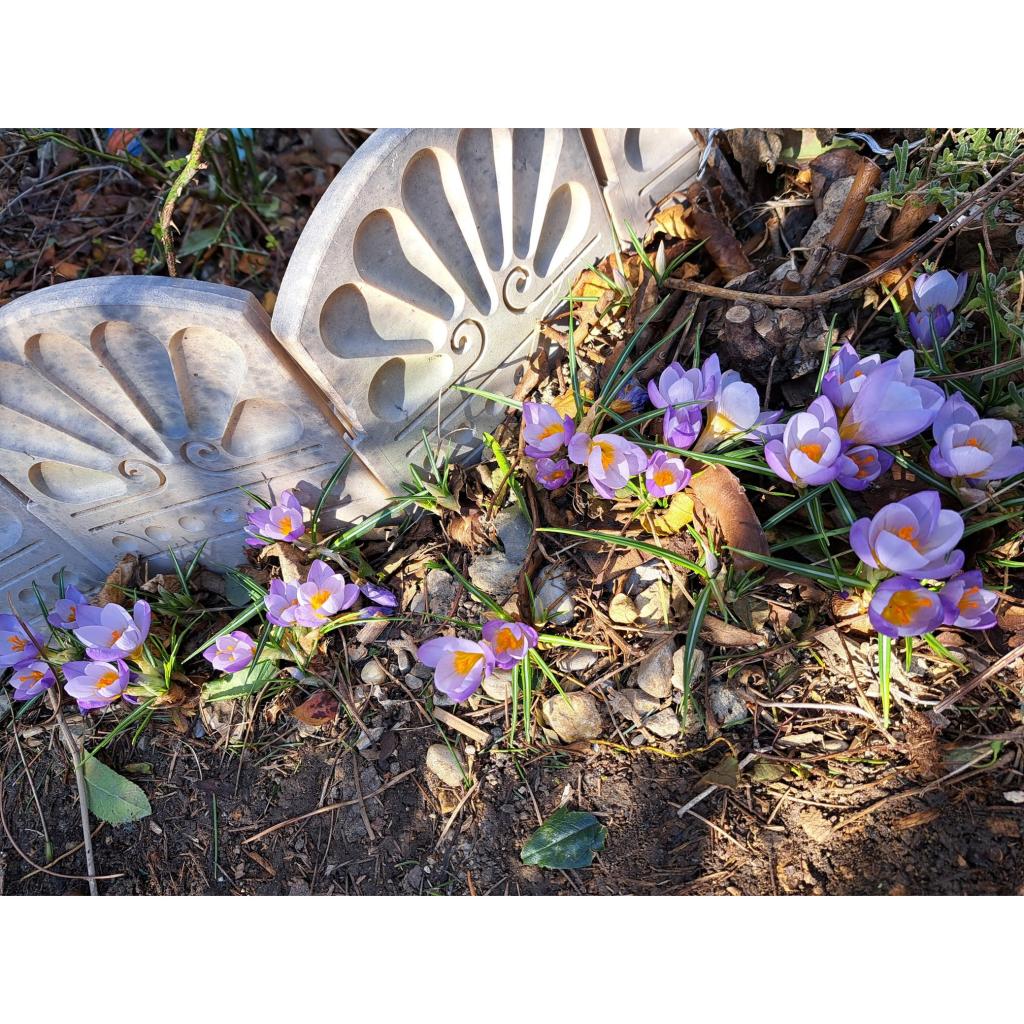 Crocus sieberi Firefly - Bulbes à fleurs bleu ciel, coeur doré.