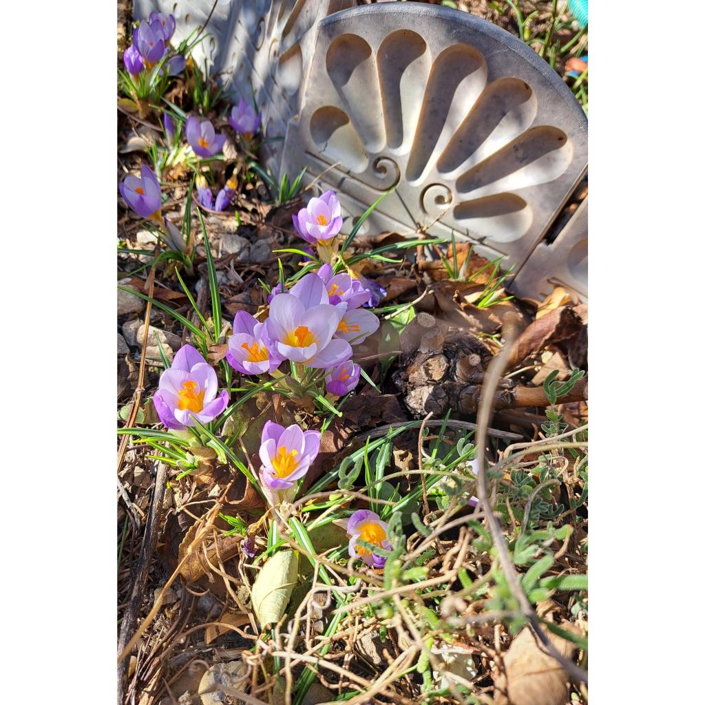 Crocus sieberi Firefly - Bulbes à fleurs bleu ciel, coeur doré.