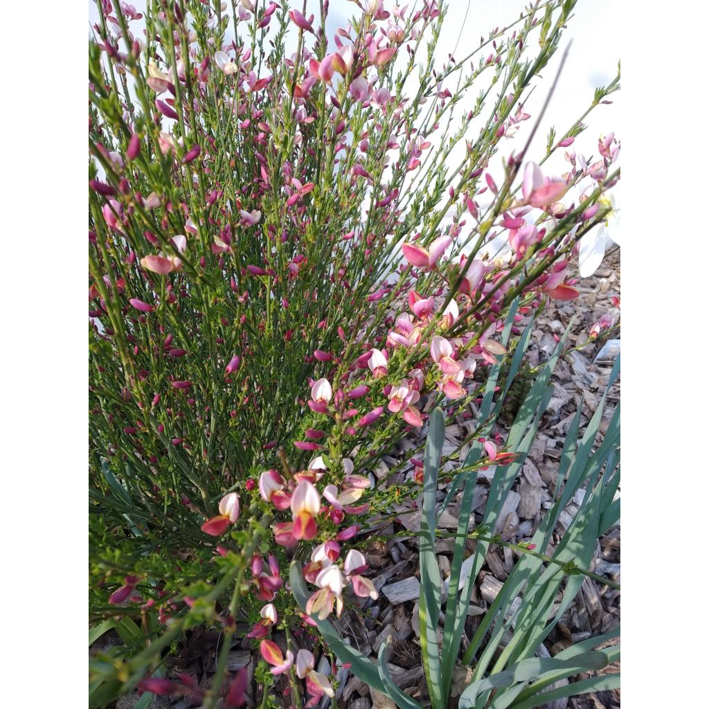 Cytisus procumbens Zeelandia - Genêt à balais à fleurs lilas et crème