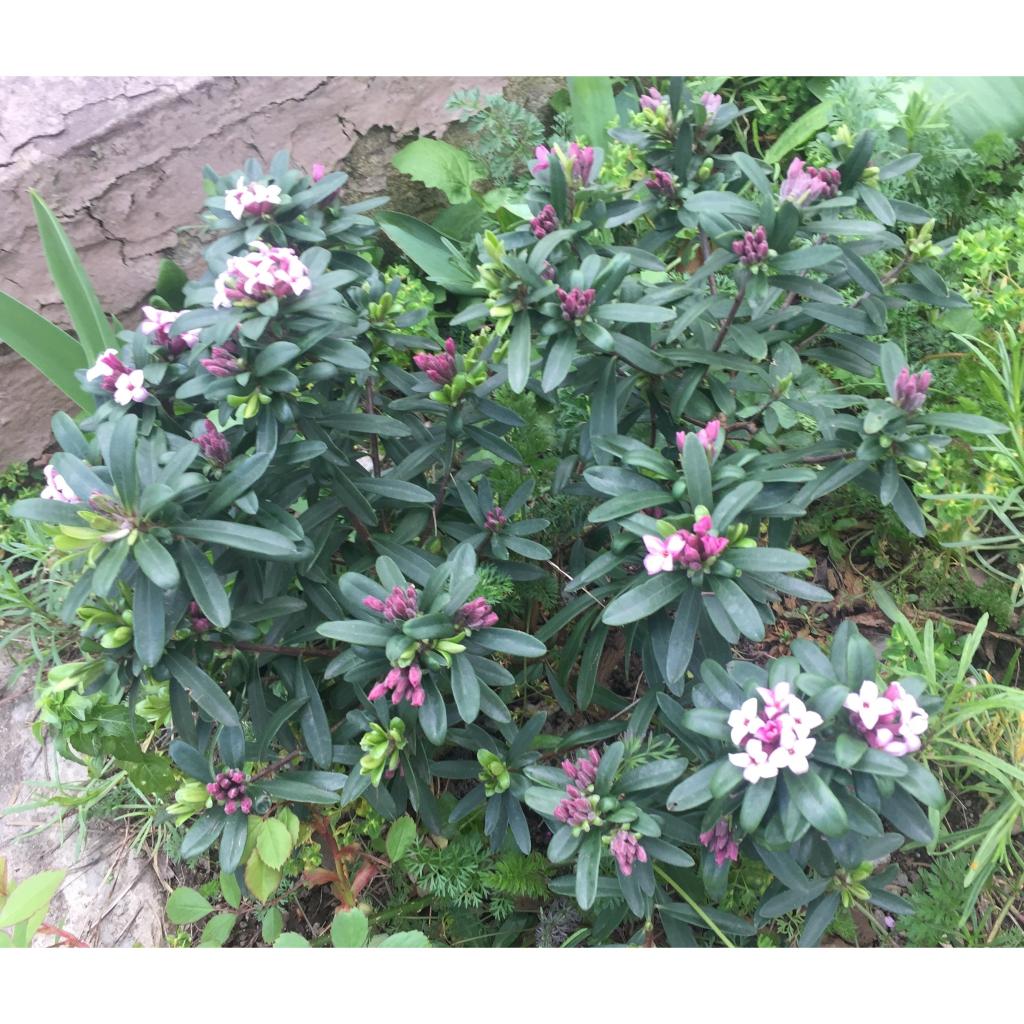 Daphne (x) transatlantica Eternal Fragrance – Longue floraison parfumée