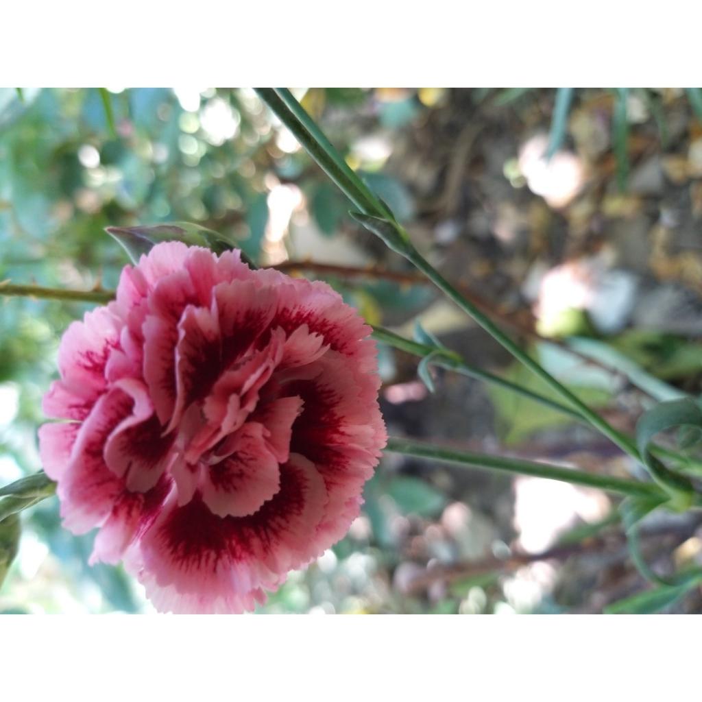 Dianthus Scent First Sugar Plum - Œillet mignardise bicolore rose foncé ...