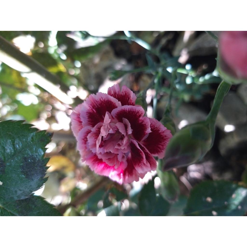 Dianthus Scent First Sugar Plum - Œillet mignardise bicolore rose foncé ...