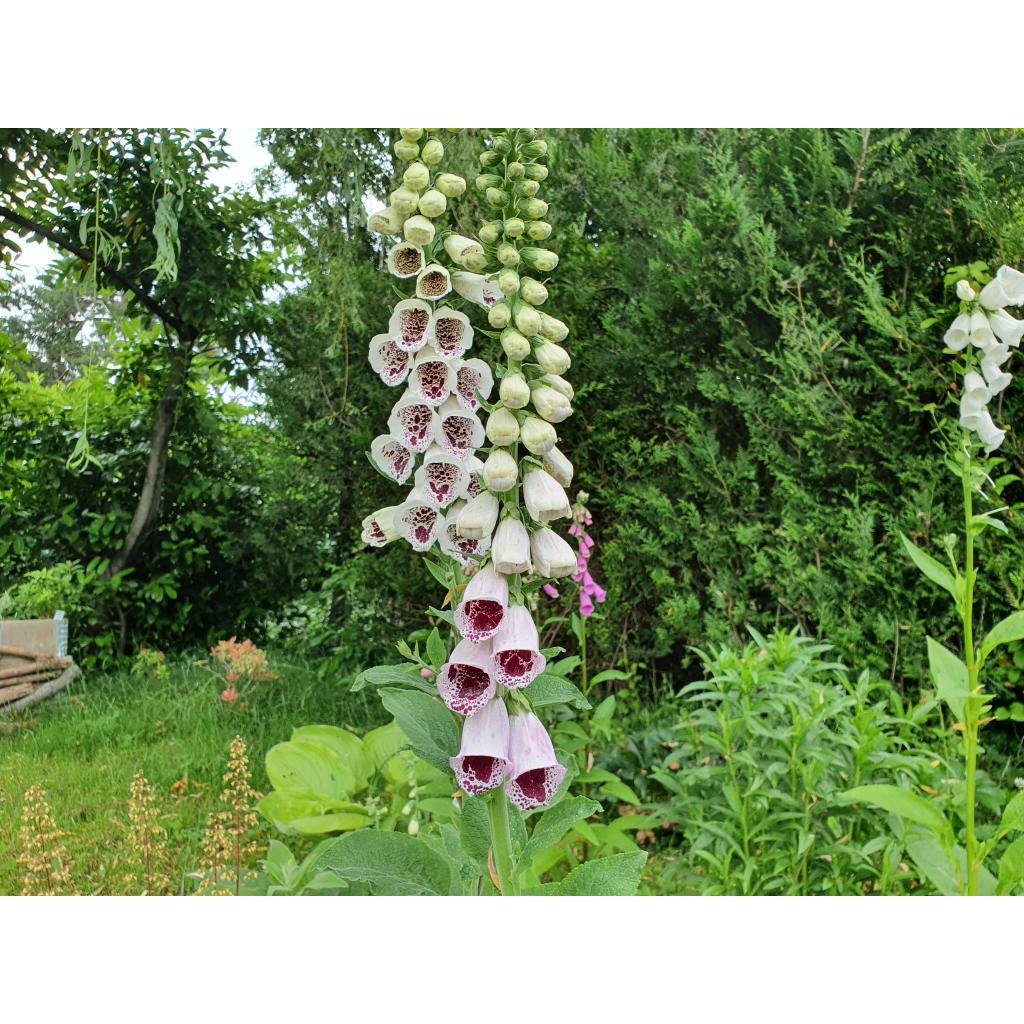 Digitalis purpurea Pam's Choice - Digitale à fleurs blanches et gorge ...