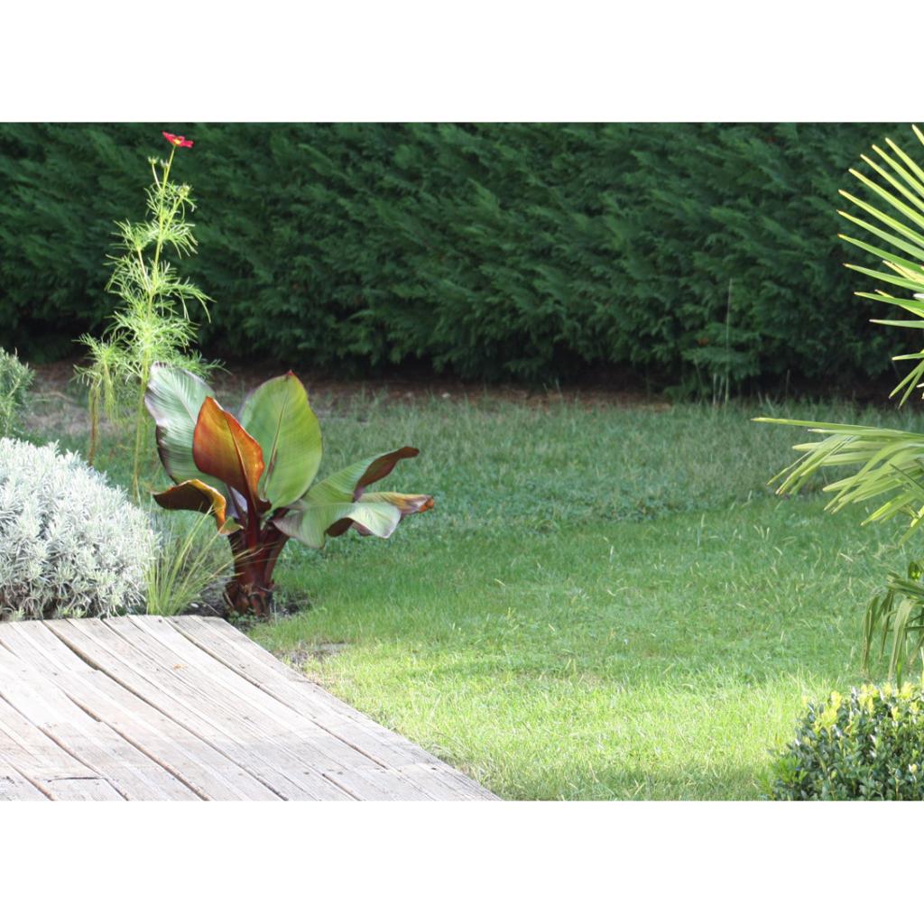 Ensete ventricosum Maurelii - Bananier d'Abyssinie à feuillage pourpre