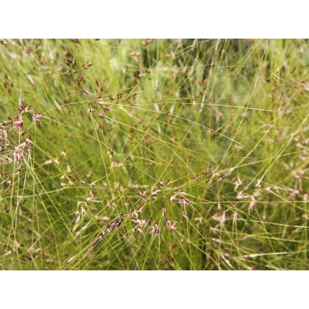 Cheveux d'ange - Stipa tenuifolia - Ponytail - Une graminée persistante ...