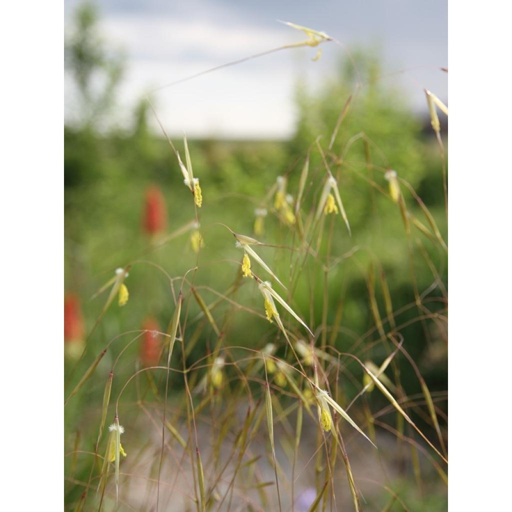 Stipa gigantea - Stipe géante - Graminée vivace