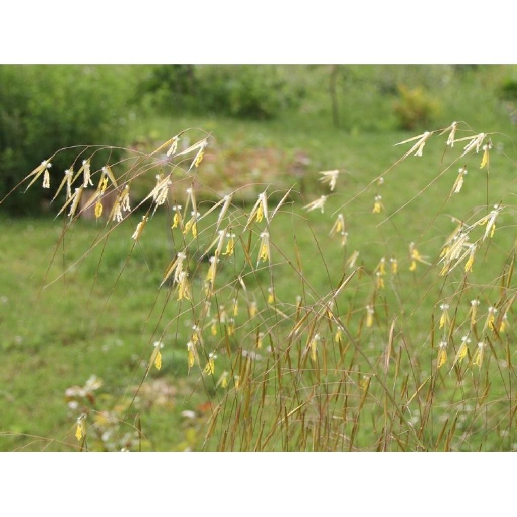 Stipa gigantea - Stipe géante - Graminée vivace
