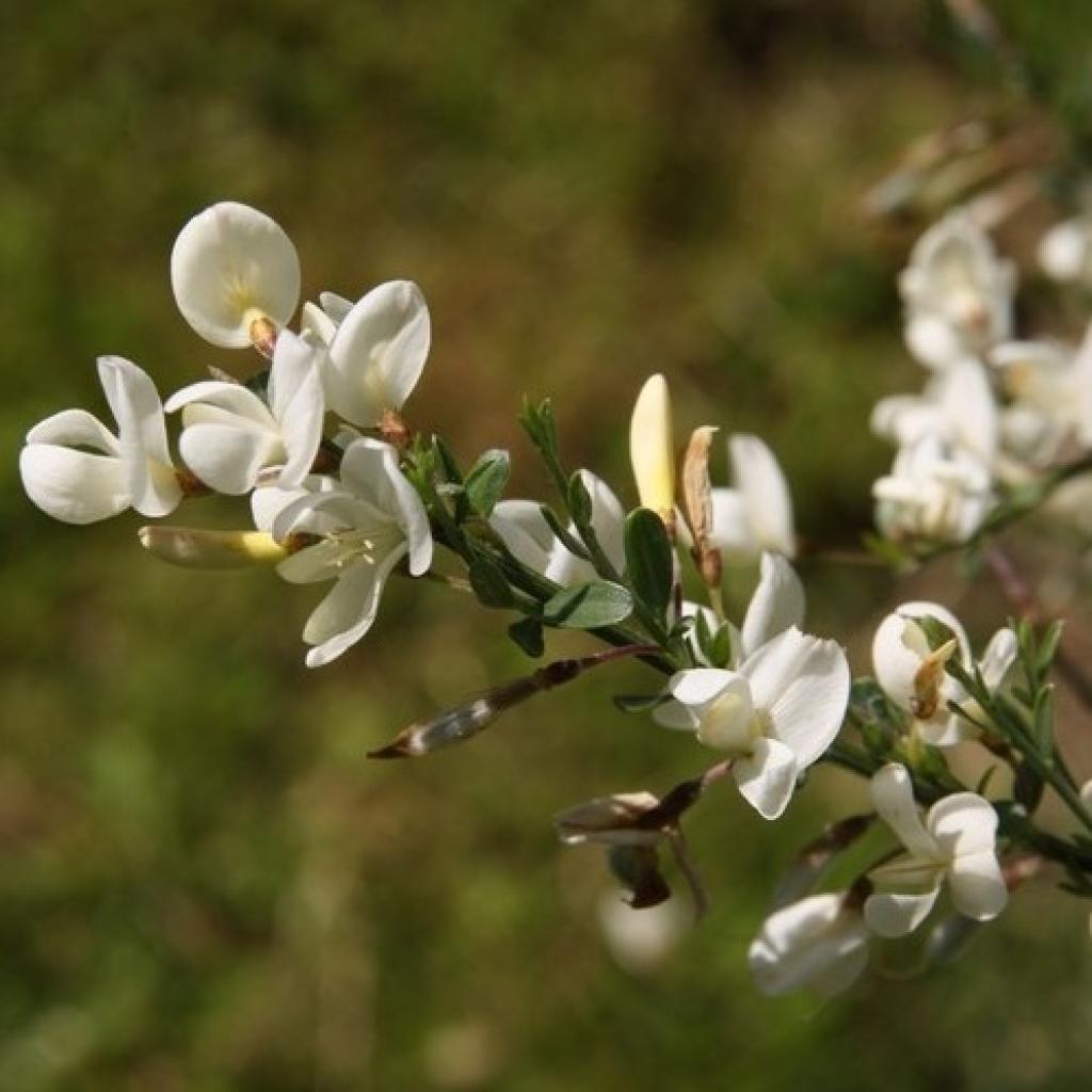 Cytisus praecox Albus - Genêt précoce - Arbuste à floraison blanche