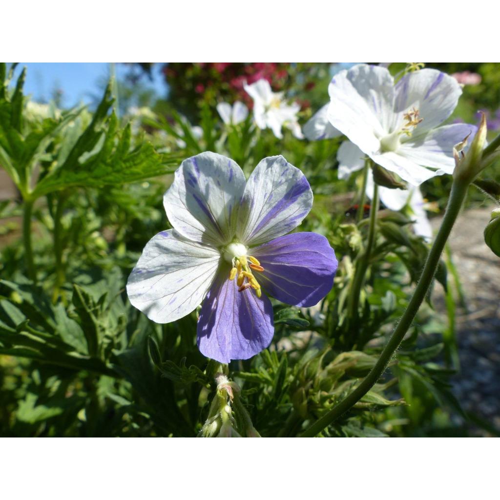 Geranium vivace pratense Splish Splah - Fleurs blanches éclaboussé de mauve