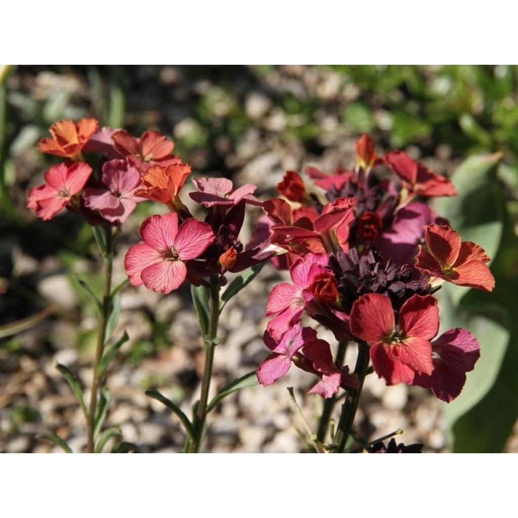 Giroflée arbustive Constant Cheer - Erysimum parfumée abricot