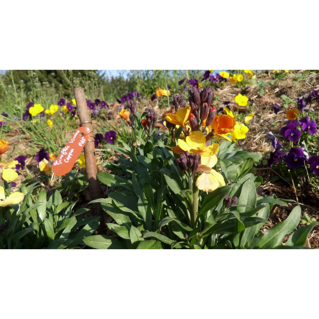 Giroflée vivace - Erysimum Rysi Copper aux grandes fleurs parfumées ...