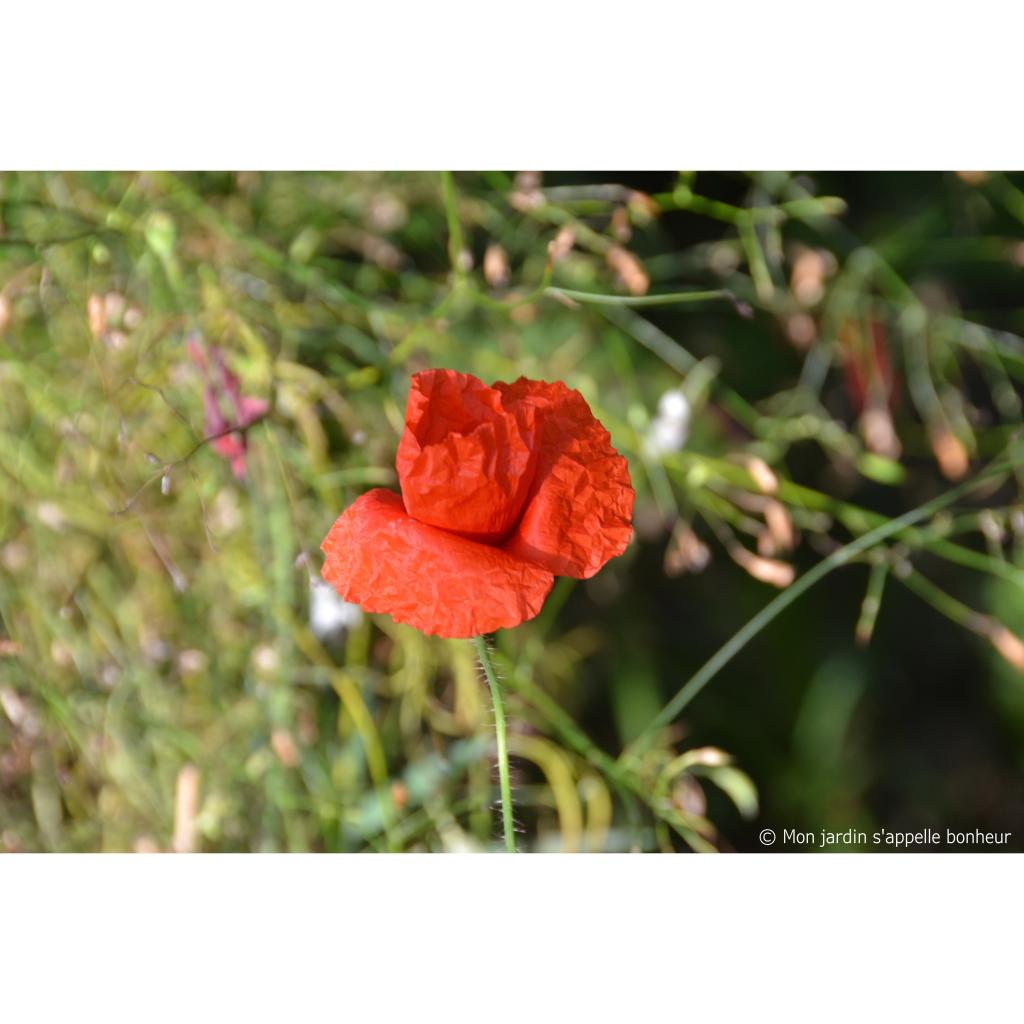 Coquelicot rouge - Pavot des moissons - Papaver rhoeas - Le coquelicot ...