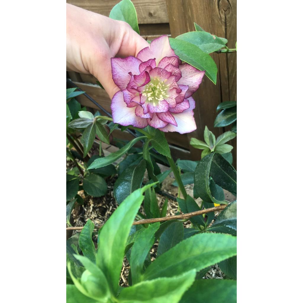 Hellebore Double Picotee - Helleborus orientalis - Rose de Noël