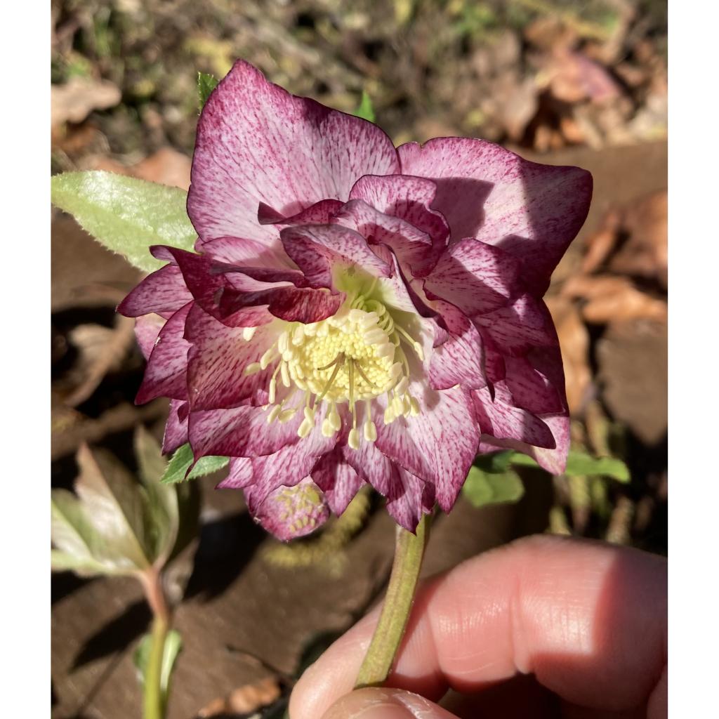 Hellebore Double Picotee - Helleborus orientalis - Rose de Noël