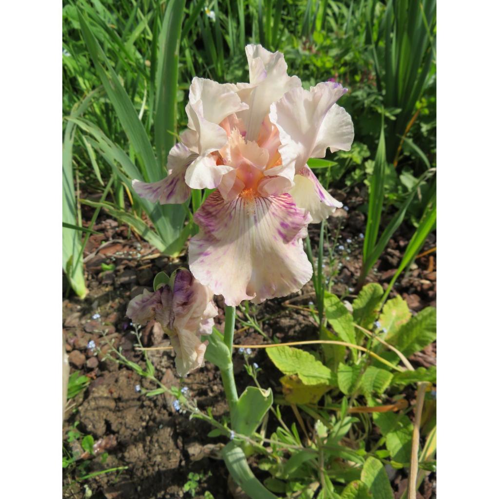 Iris Raspberry Silk - Iris de bordure zébré de rose, de rose framboise ...