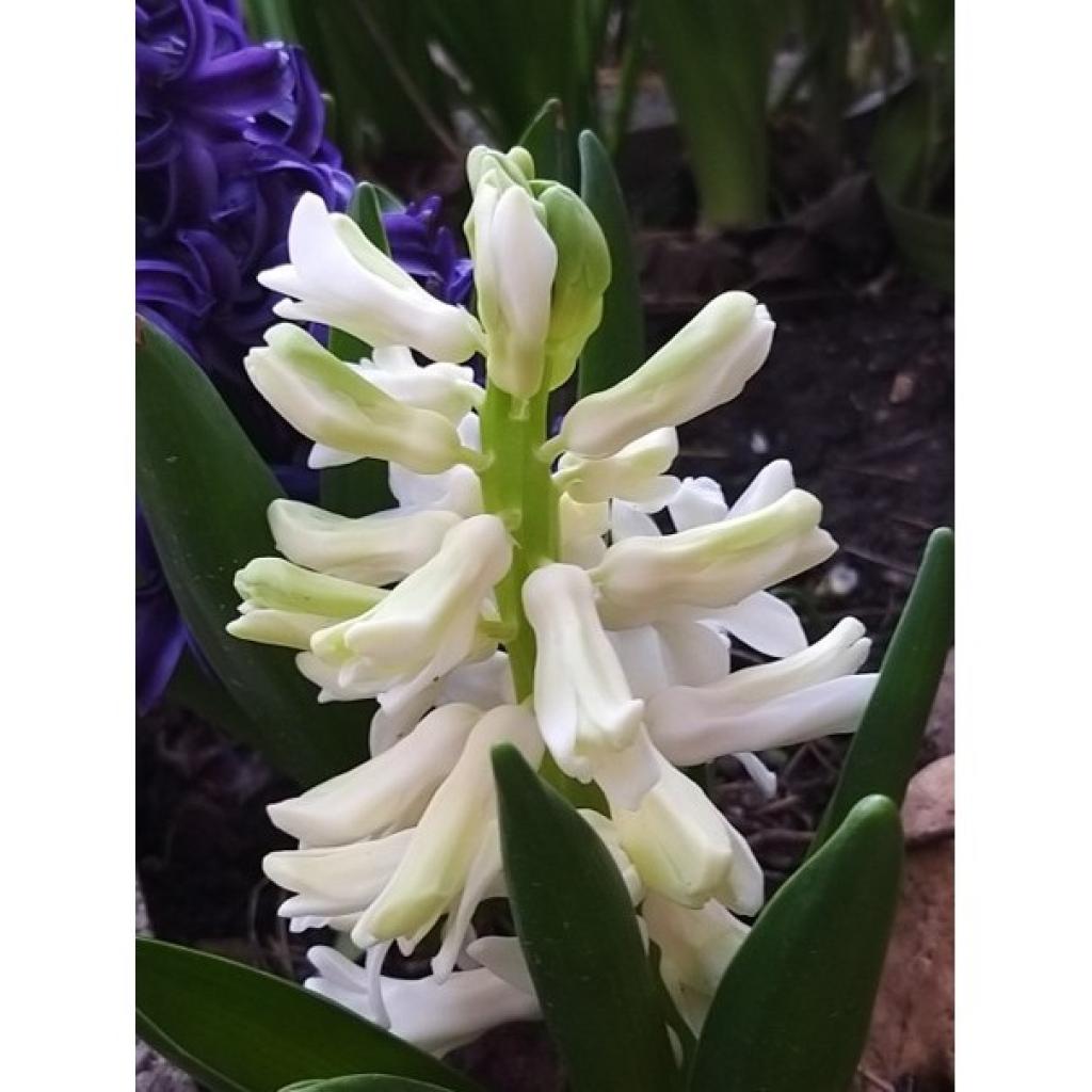 Jacinthe Carnegie - Hyacinthus orientalis - Bulbeuse rustique à fleurs ...