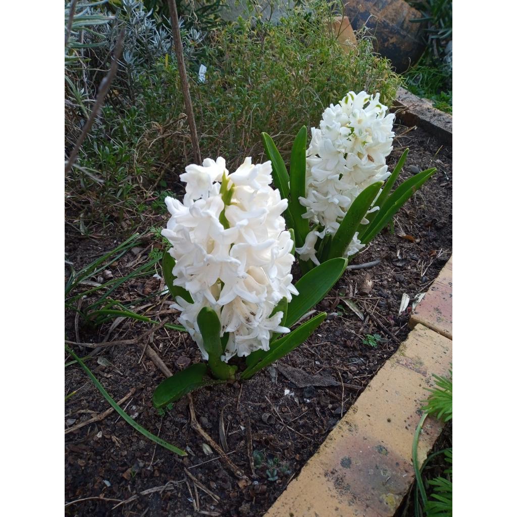 Jacinthe Carnegie - Hyacinthus orientalis - Bulbeuse rustique à fleurs ...